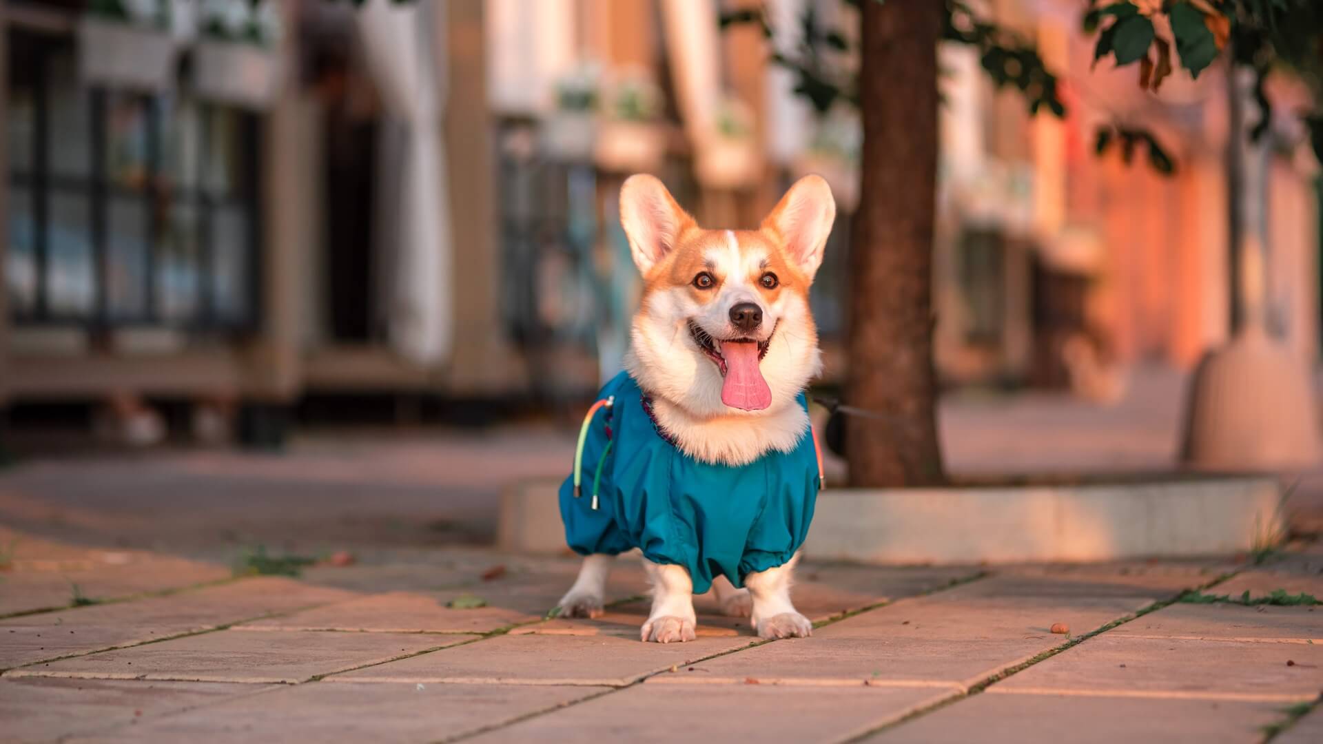 Career Application Form | Animal Clinics Of The Woodlands