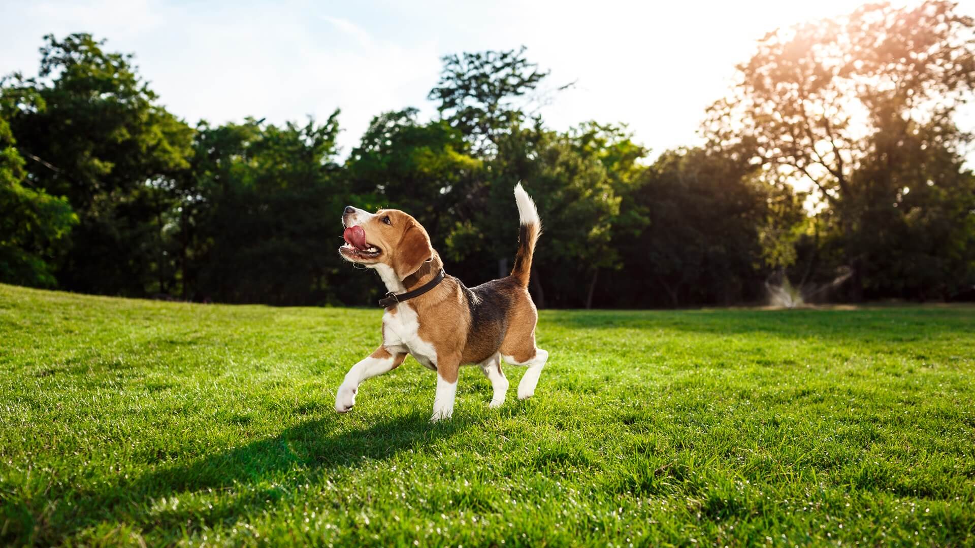 Veterinary Appointment In The Woodlands, TX | Animal Clinics