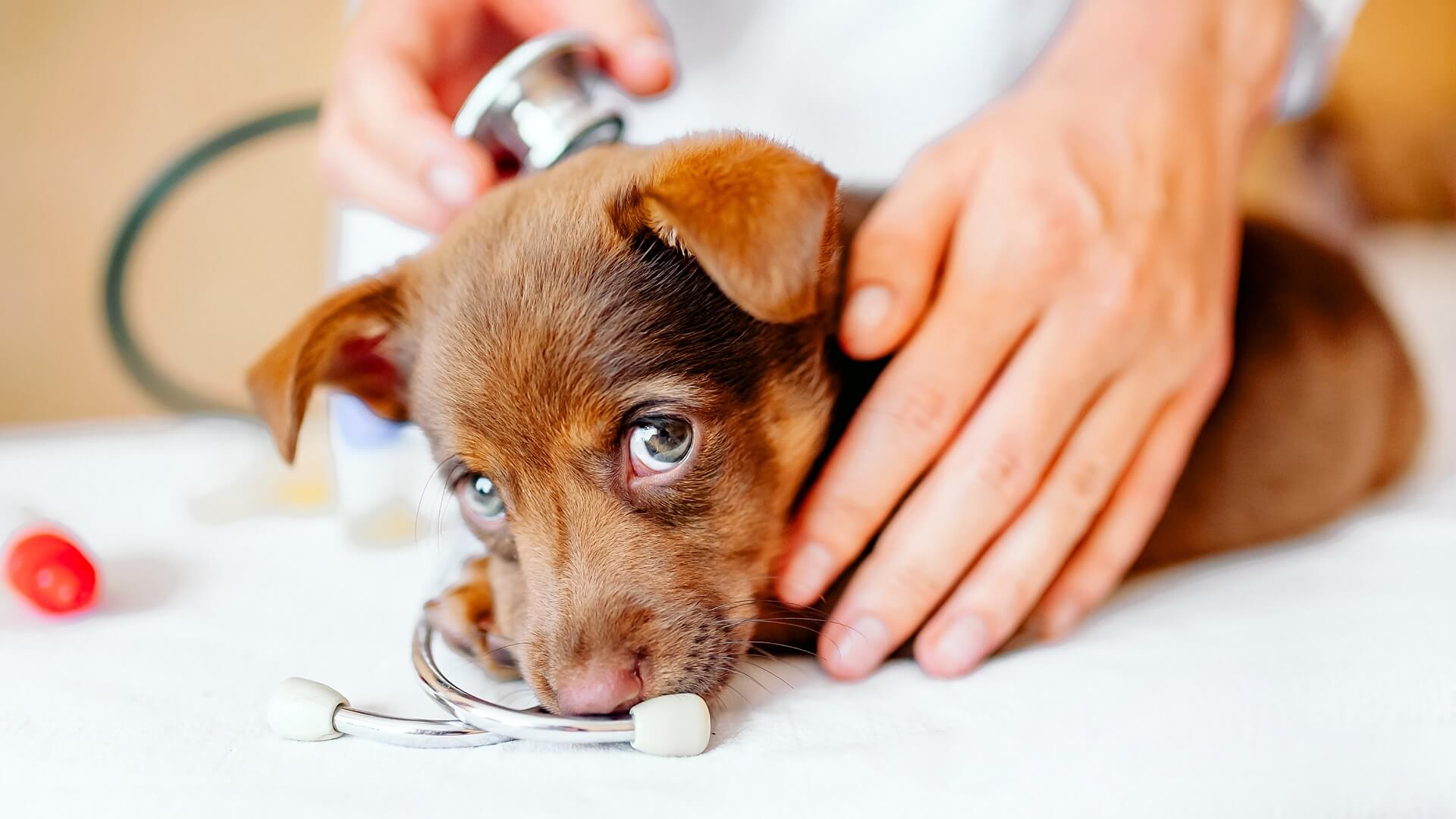 Veterinary Emergencies | Animal Clinics Of The Woodlands