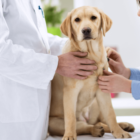 Alden Bridge In The Woodlands, TX | ACOTW