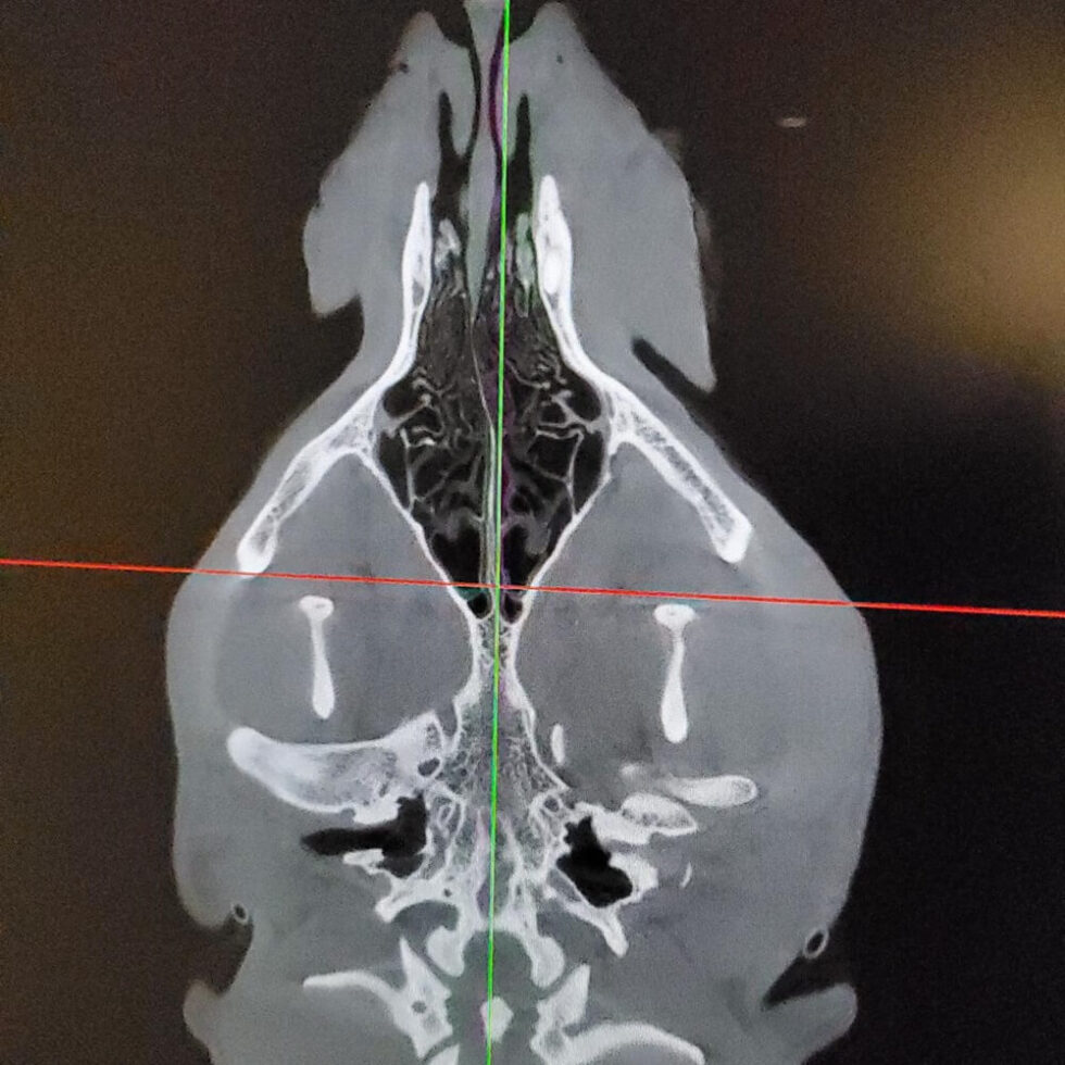 Pet Vimago In The Woodlands, TX 77382 | Animal Clinics