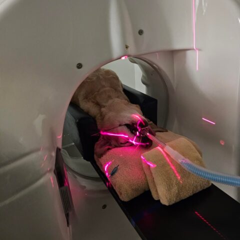 Pet Vimago In The Woodlands, TX 77382 | Animal Clinics