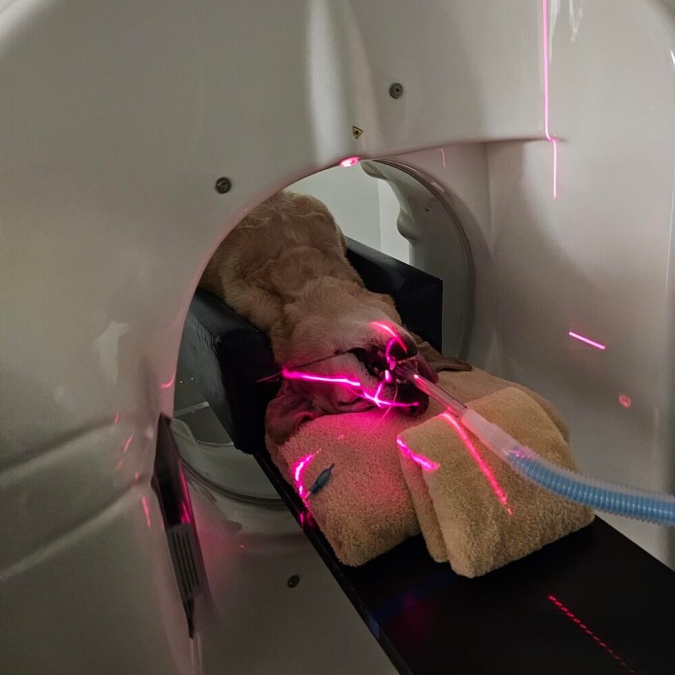 Pet Vimago In The Woodlands, TX 77382 | Animal Clinics